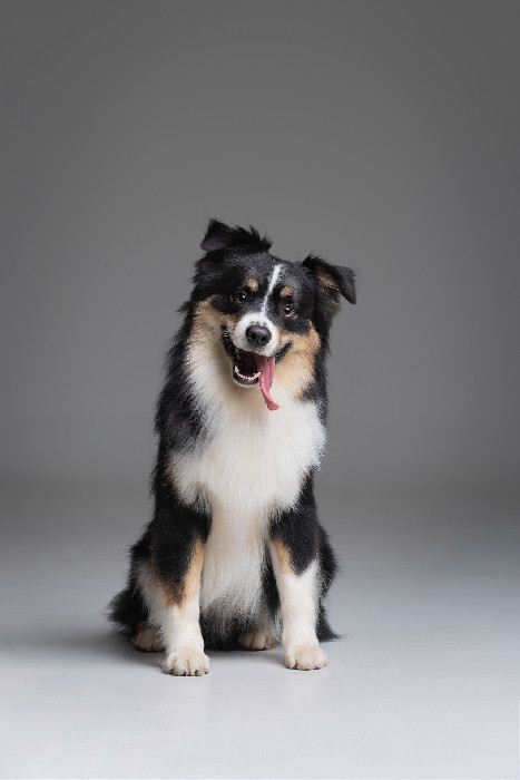 ASLAN :: Pastor Miniatura Americano